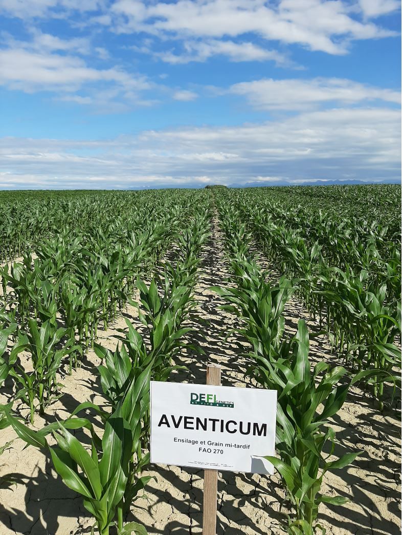 AVENTICUM (CH-Sorte)