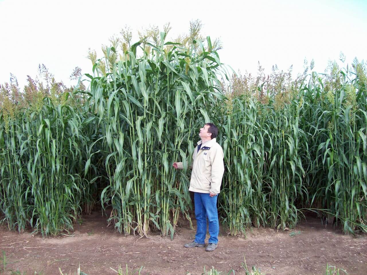 Sorghum GARDAVAN Bio (Sorghum x Sudangras-Hybride)